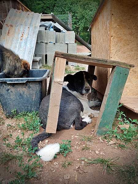 Donate for stray animals - Helping Stray Animals World Wide