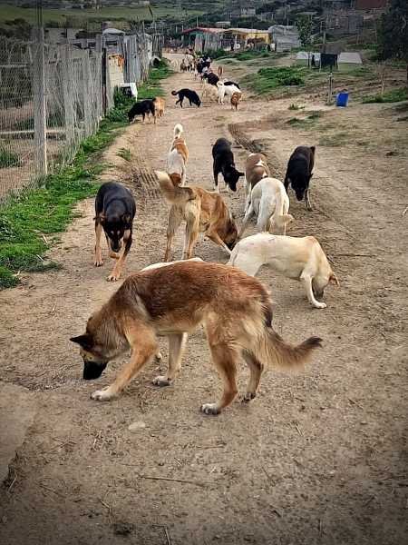 650 animals in Tangier - Helping Stray Animals World Wide