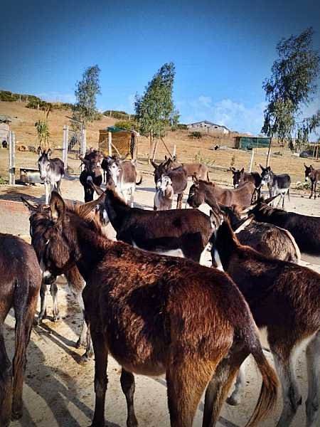 650 animals in Tangier - Helping Stray Animals World Wide