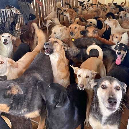 650 animals in Tangier - Helping Stray Animals World Wide