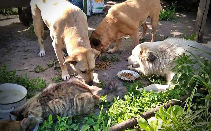 Hulp voor dieren Oekraïne - Helping Stray Animals World Wide