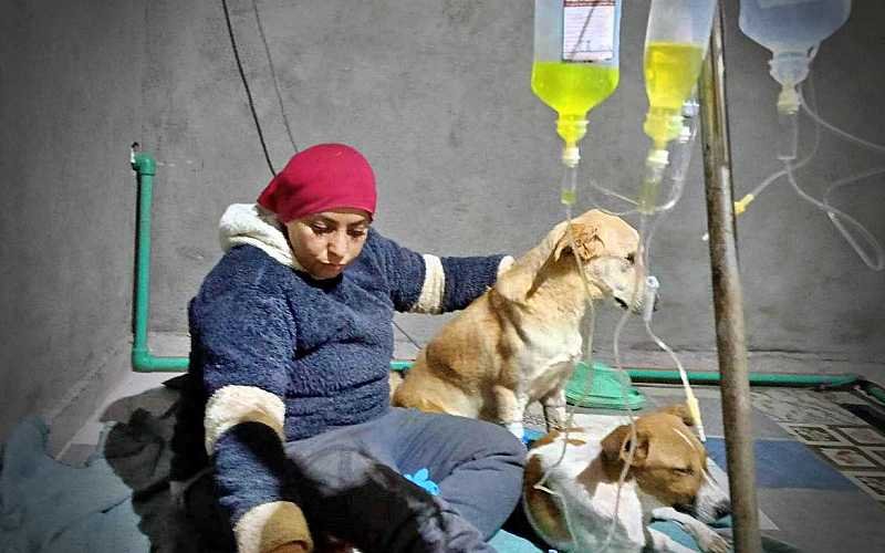 Help for stray animals - Helping Stray Animals World Wide 😀